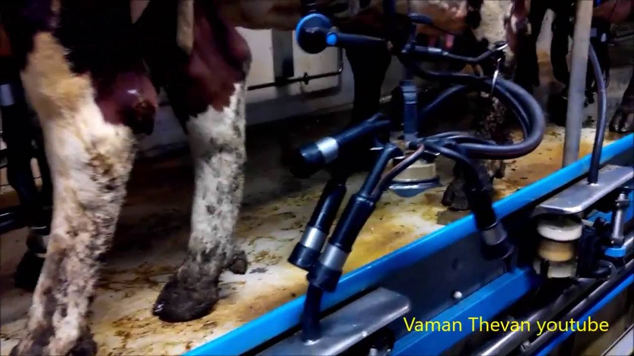 Using the new milking machine automatic turn off melkemaskinen/automatisk slå av - YouTube
