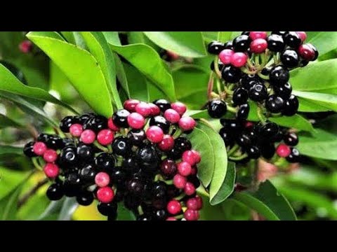 KILI NAVAL FRUIT | ONLINE SALES | NAVAL FRUIT | BRIDS FRUIT PLANT - YouTube