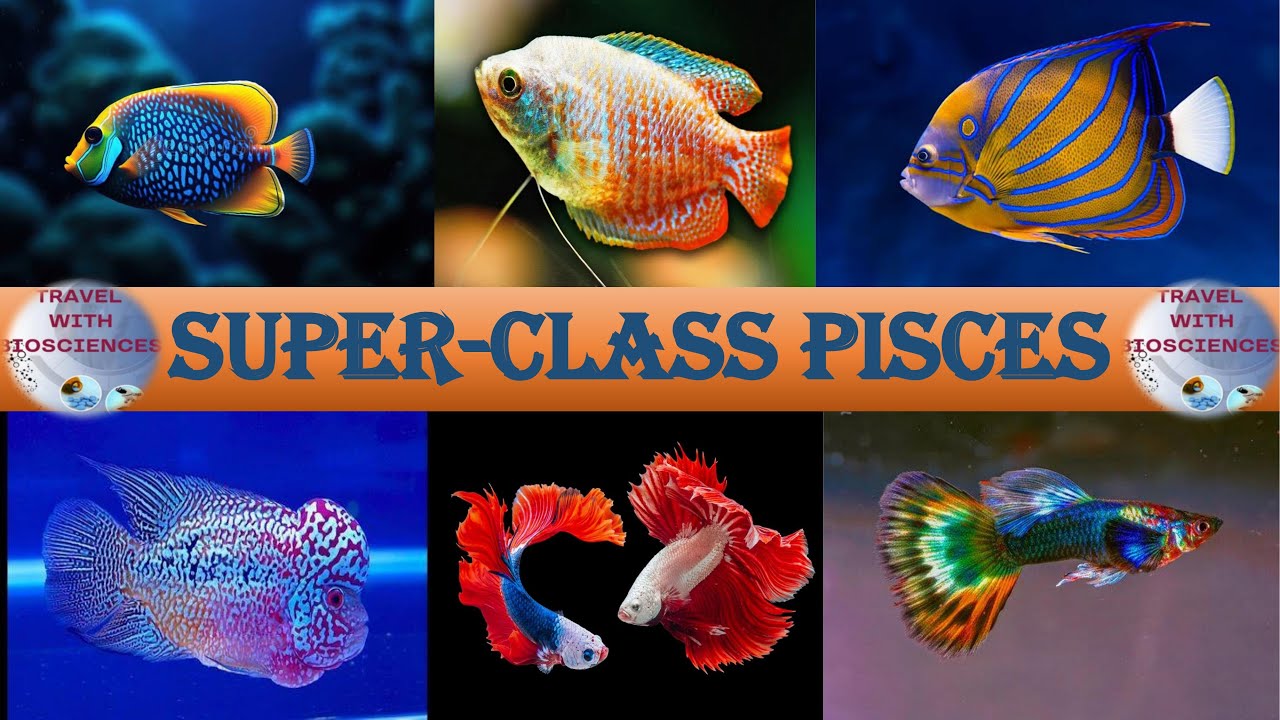 "Unveiling the Superclass Pisces: Beyond the Zodiac Basics" || Class ...