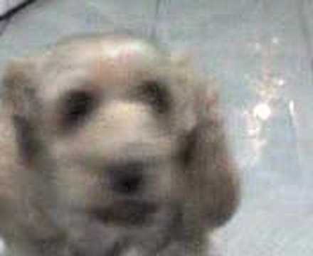 El perro que se rie (koster) - YouTube