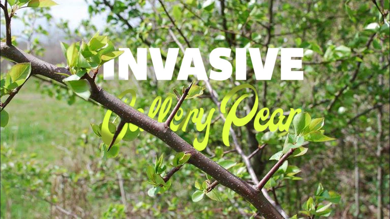Invasive Callery Pear - YouTube