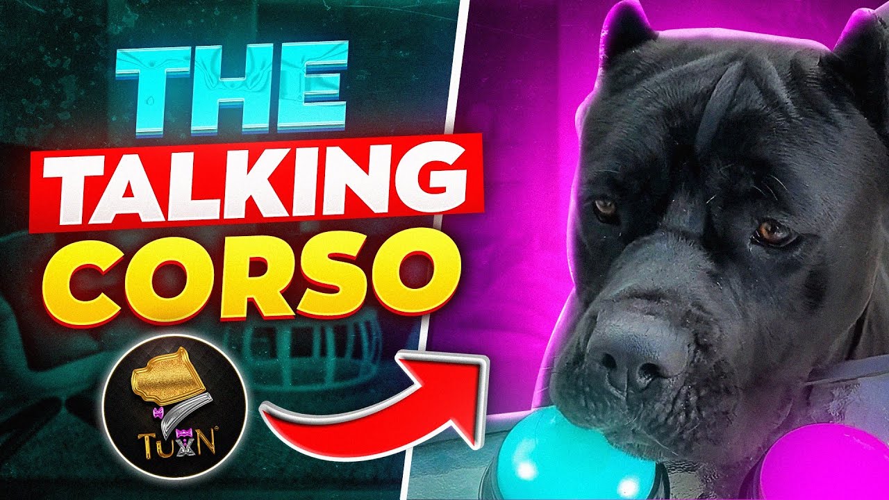 HILARIOUS Talking Dog Conversations You MUST SEE! (2024) - YouTube
