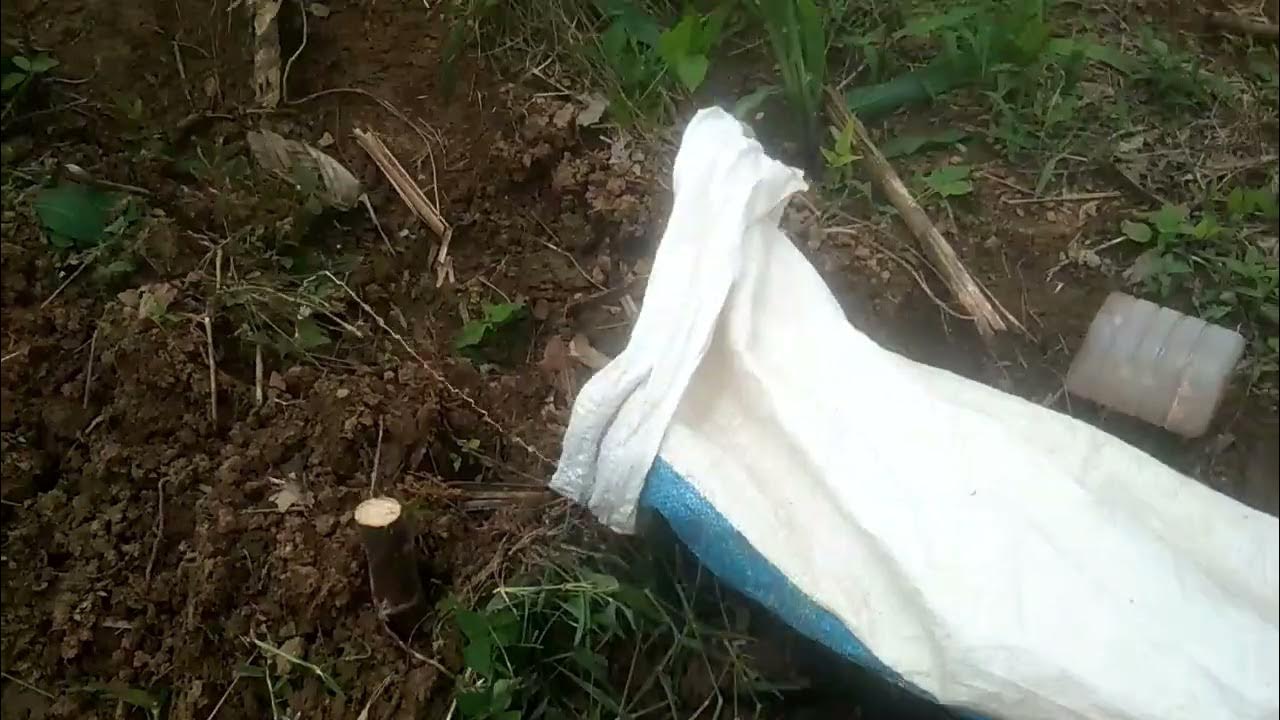 pencarian pakan kambing daun singkong dan tanam batang singkong lagi - YouTube