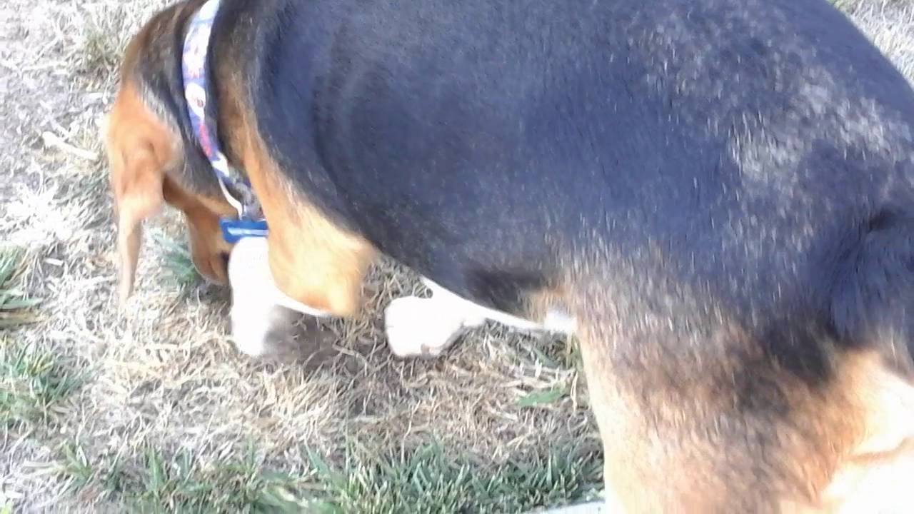 PPG dog - YouTube