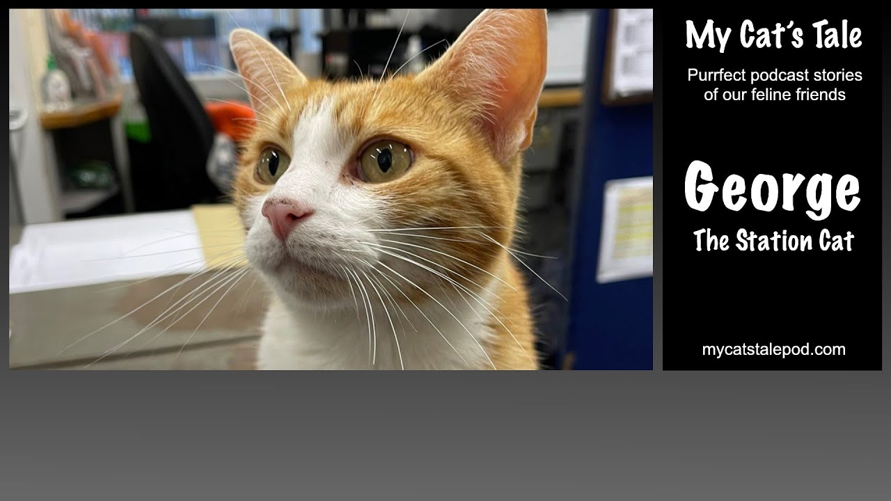 My Cat's Tale: George The Stourbridge Station Cat - YouTube