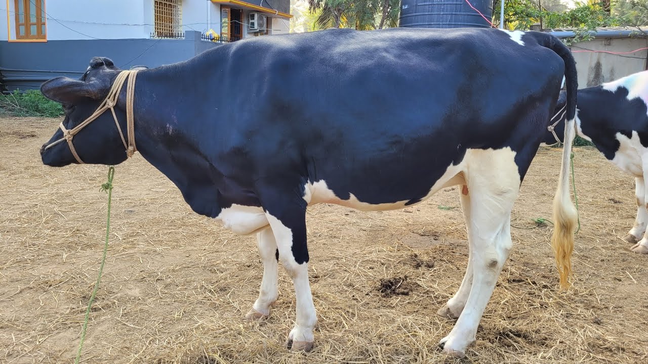 Cow Selection/Purchase In Tamil Nadu/Karnataka - YouTube