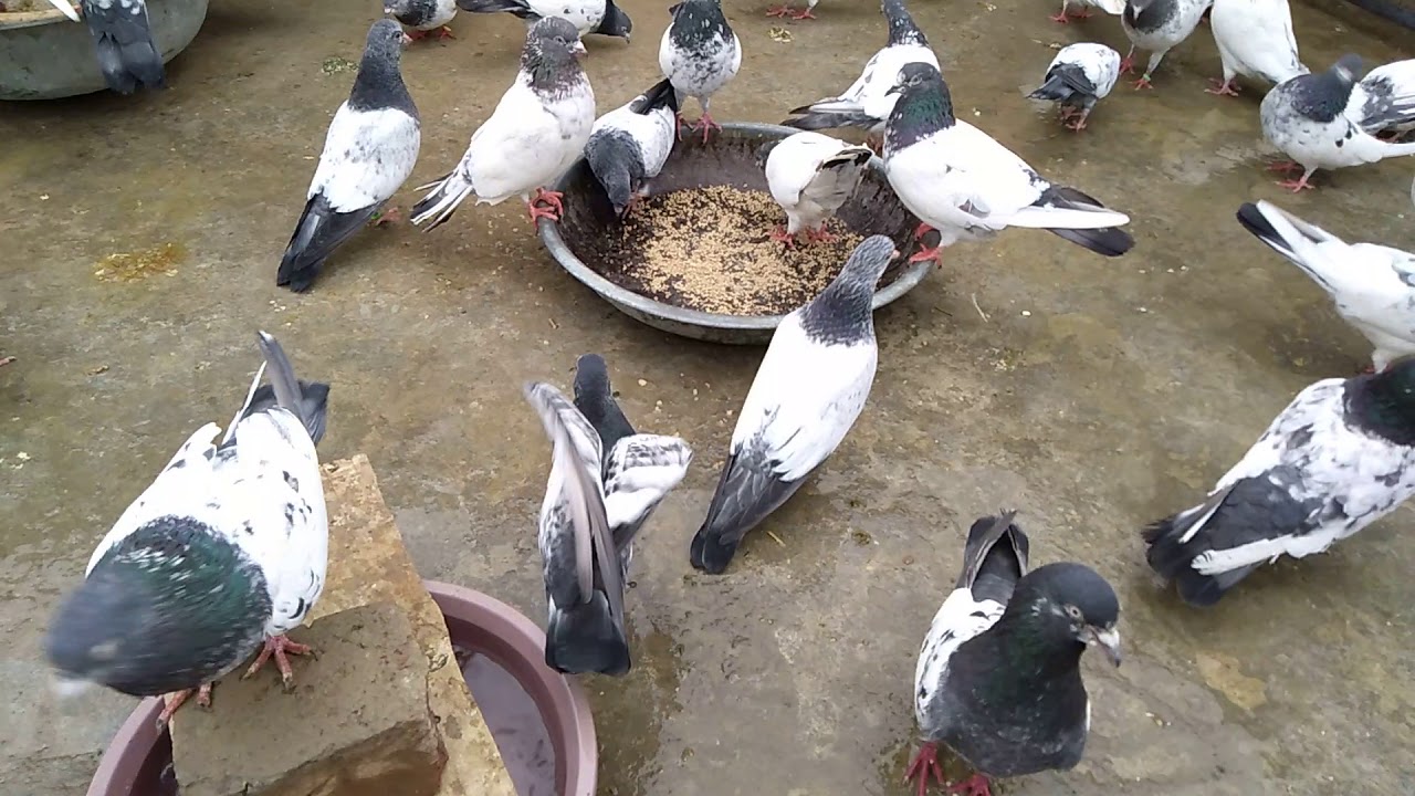 Pure Rampuri breed / Asli Rampuri nasal - YouTube