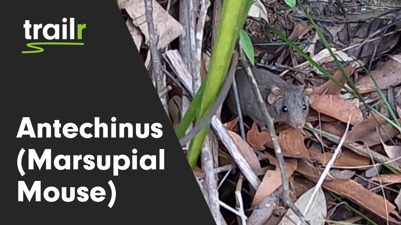 Antechinus (Marsupial Mouse) | Ku-ring-gai Chase National Park ...