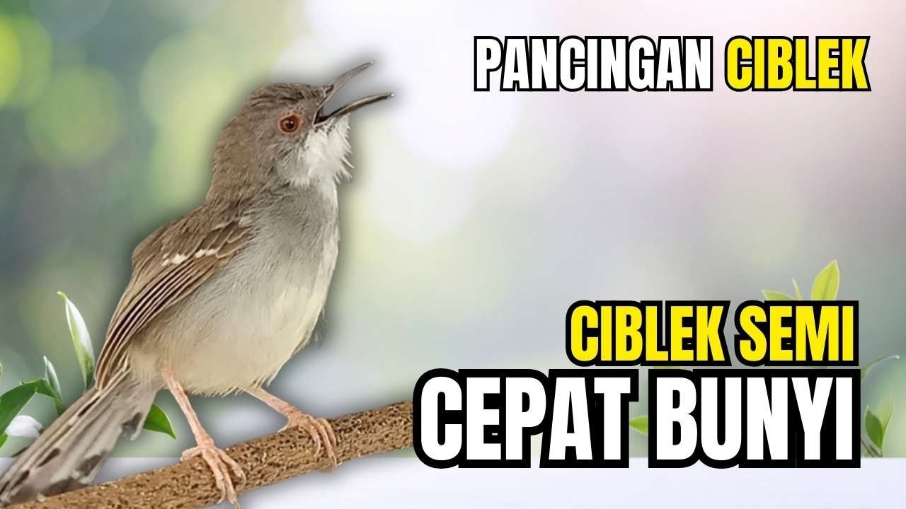 Pancingan Ciblek Semi Agar Cepat Bunyi | Ciblek Semi Cepat Ngebren ...