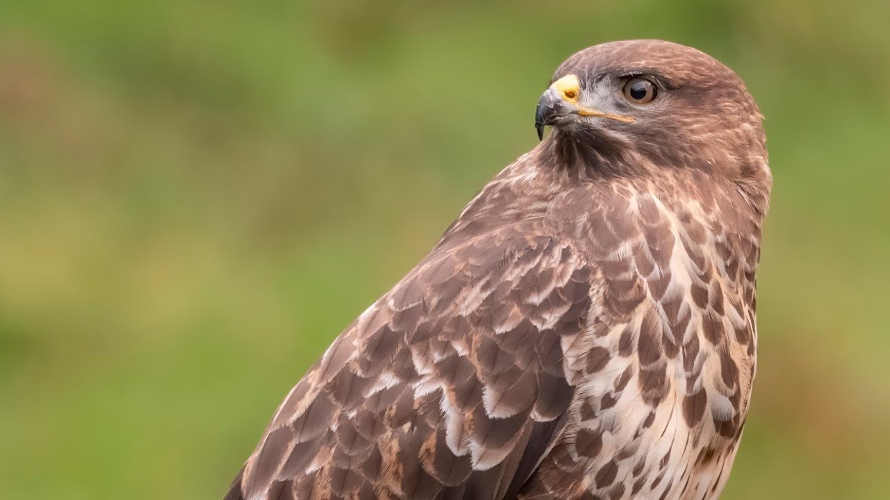 SATAN, LONGWA AWA de Ruddy Nyembo - YouTube