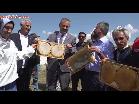 357 ton geven balı bekleniyor: Ağrı’da hasat başladı