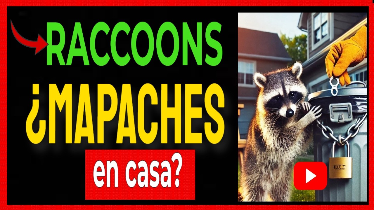 🔴 Cómo lidiar con un MAPACHE EN CASA: 5 consejos efectivos - YouTube