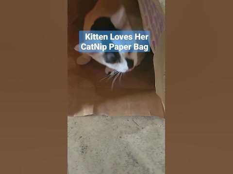 shorts 😸Kitten Loves Her CatNip Paper Bag - Part 3🤯 - YouTube