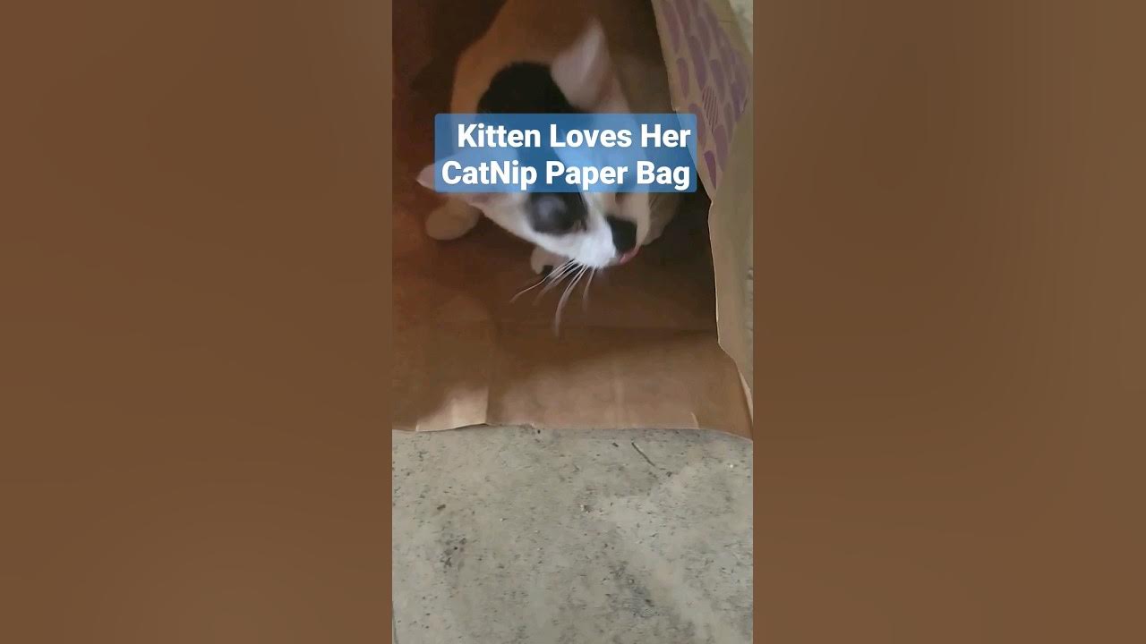 shorts 😸Kitten Loves Her CatNip Paper Bag - Part 3🤯 - YouTube