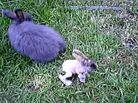 Strange Unusual Furless Baby Bunny and Sibling Bunny - YouTube