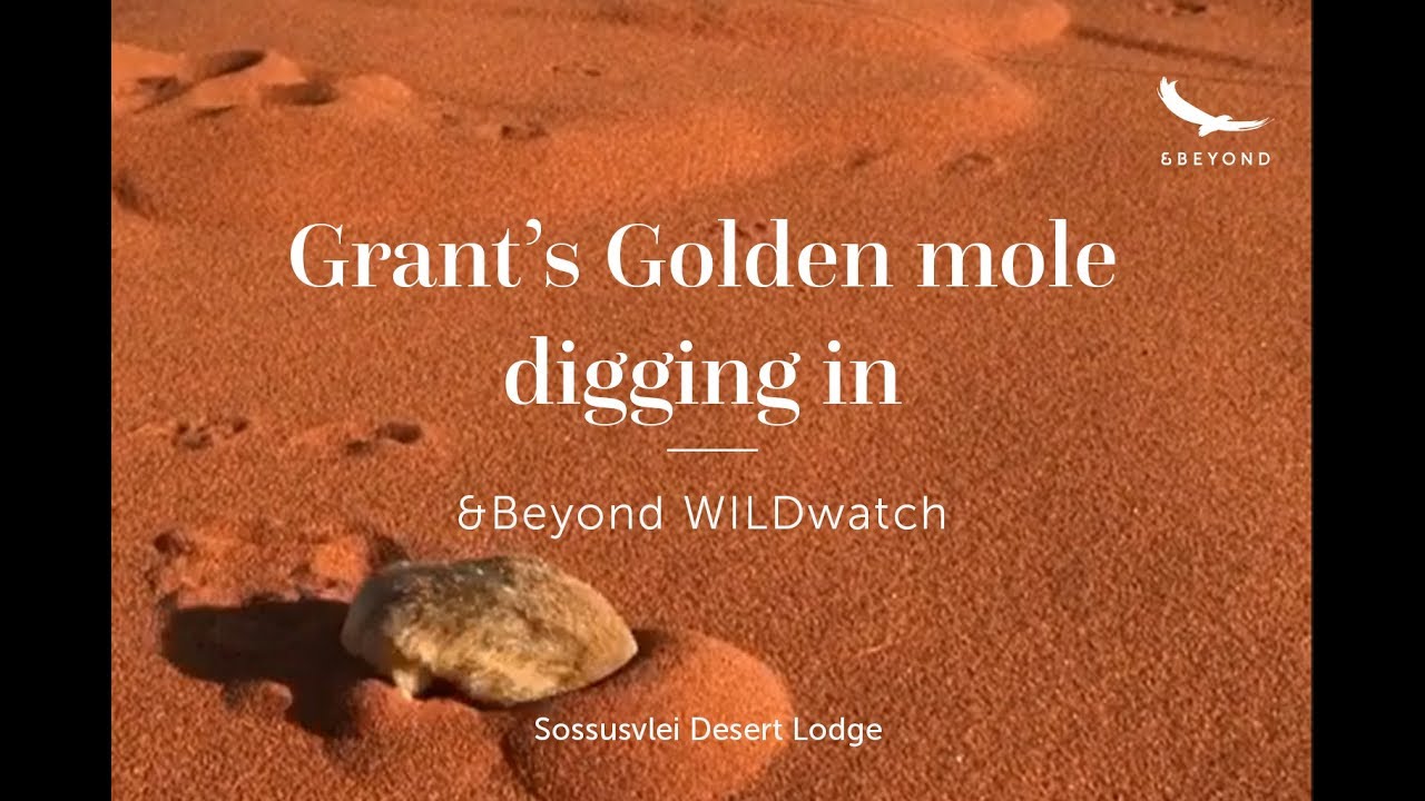 A Grant's Golden mole digging in | Sossusvlei Desert Lodge | WILDwatch ...