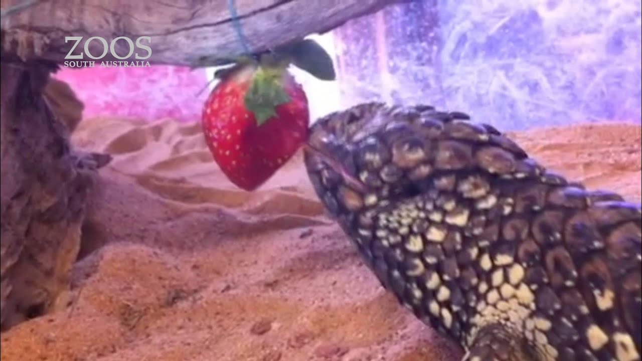 Monarto Zoo Shingleback Lizard Enjoys a Strawberry - YouTube