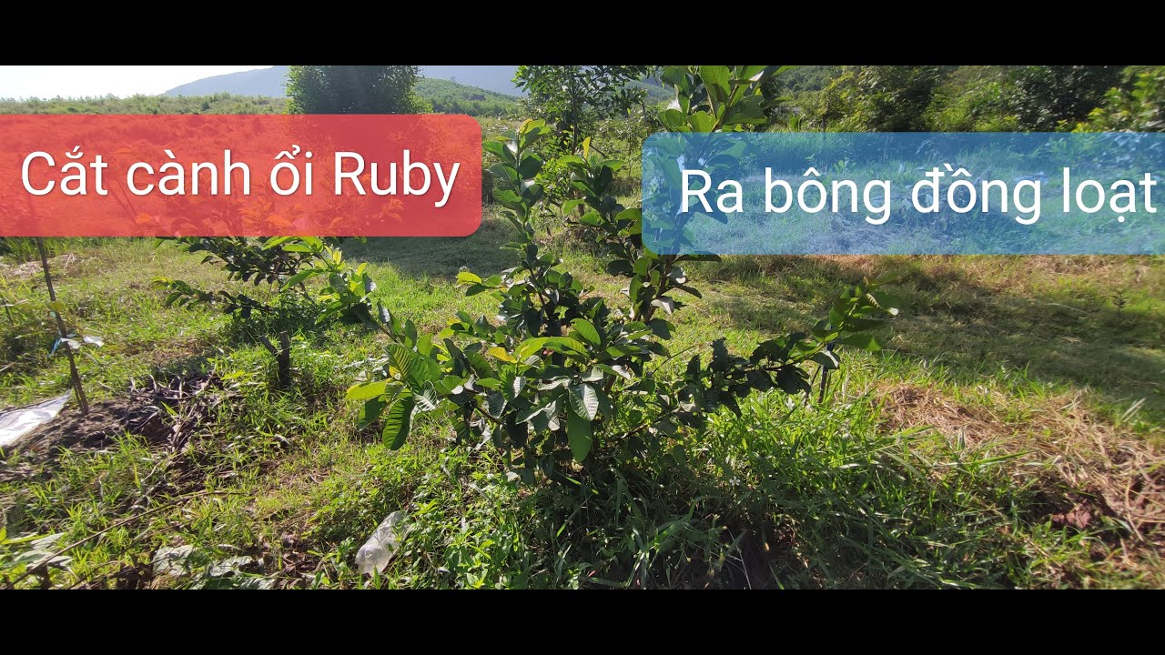 Chăm sóc cắt tỉa cành ổi ruby Ninh Hòa - Người Con Khánh Hòa - YouTube