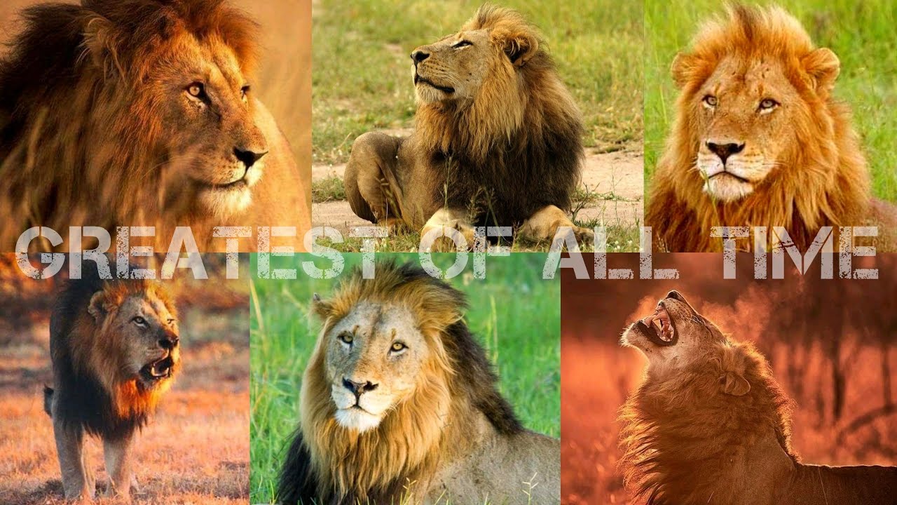 Greatest Of All Time | Mapogo Lion Coalition - YouTube