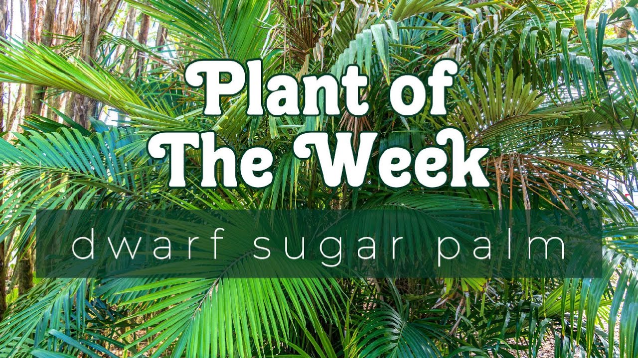 PLANT OF THE WEEK | DWARF SUGAR PALM - YouTube