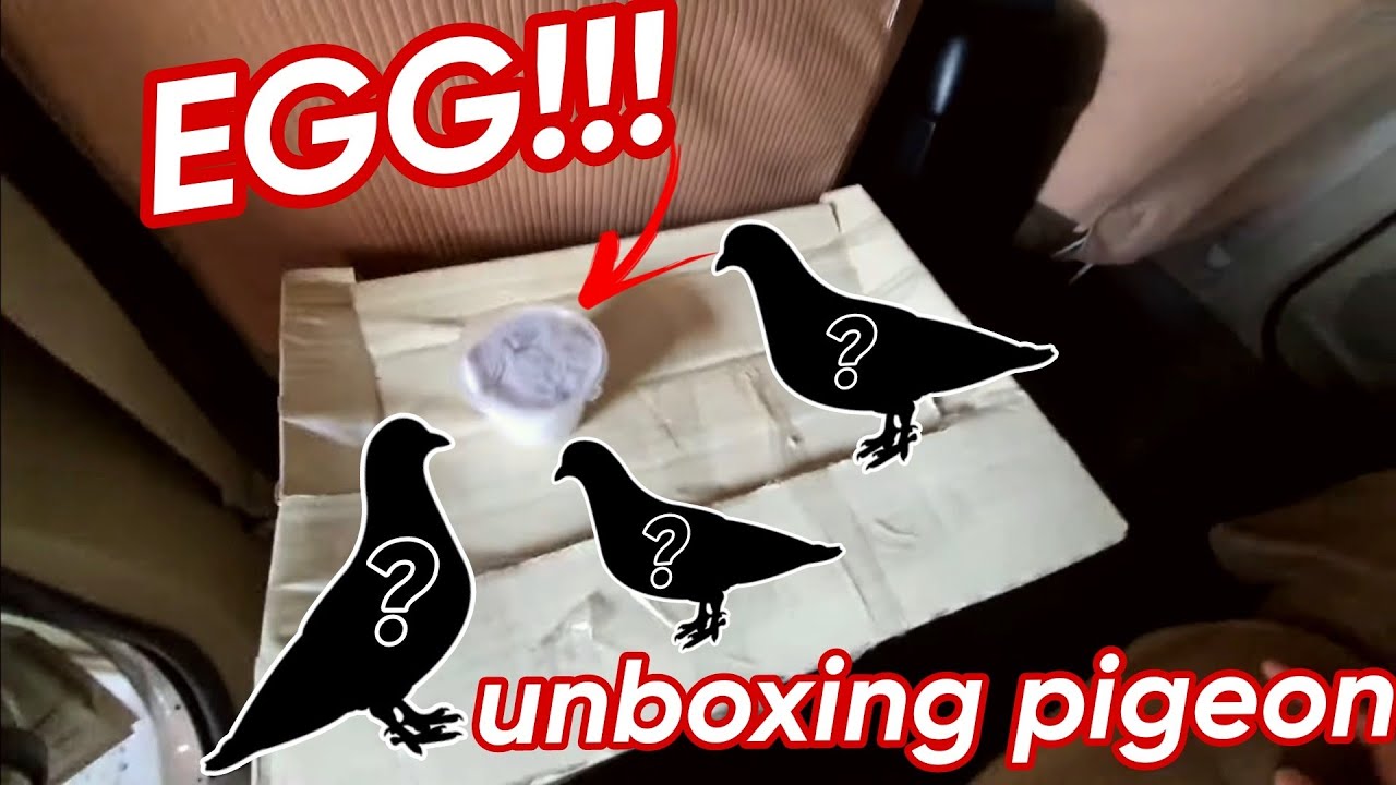 Bought 3 RARE Off-Color Racing Pigeon - YouTube