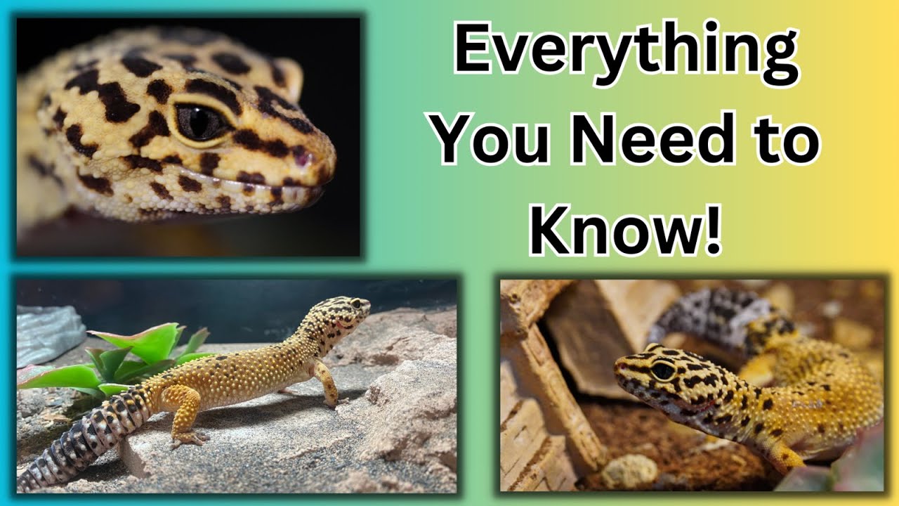 Leopard Gecko Care Guide! - YouTube