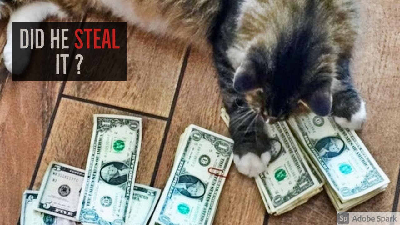 Cat Keeps Bringing Money, So Dad Sets Up Camera - YouTube