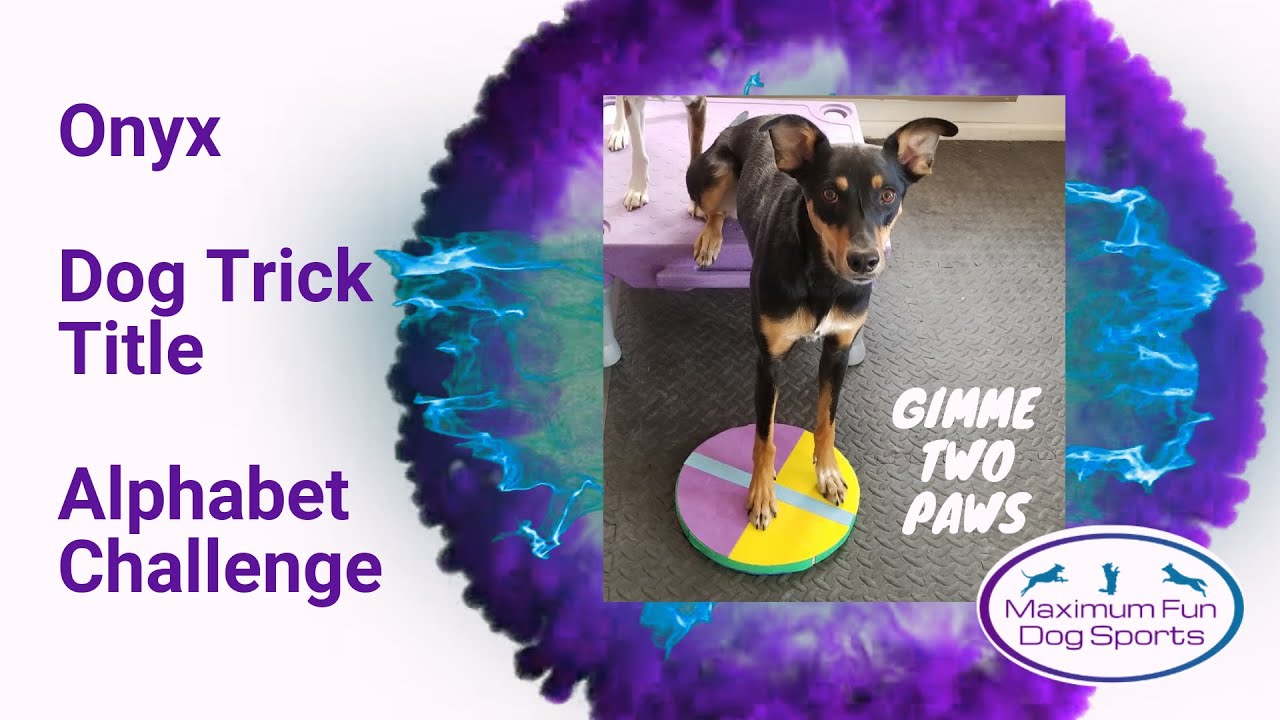 Onyx Dog Trick Title Alphabet Challenge YouTube onyx-dog-trick-title-alphabet-challenge-youtube