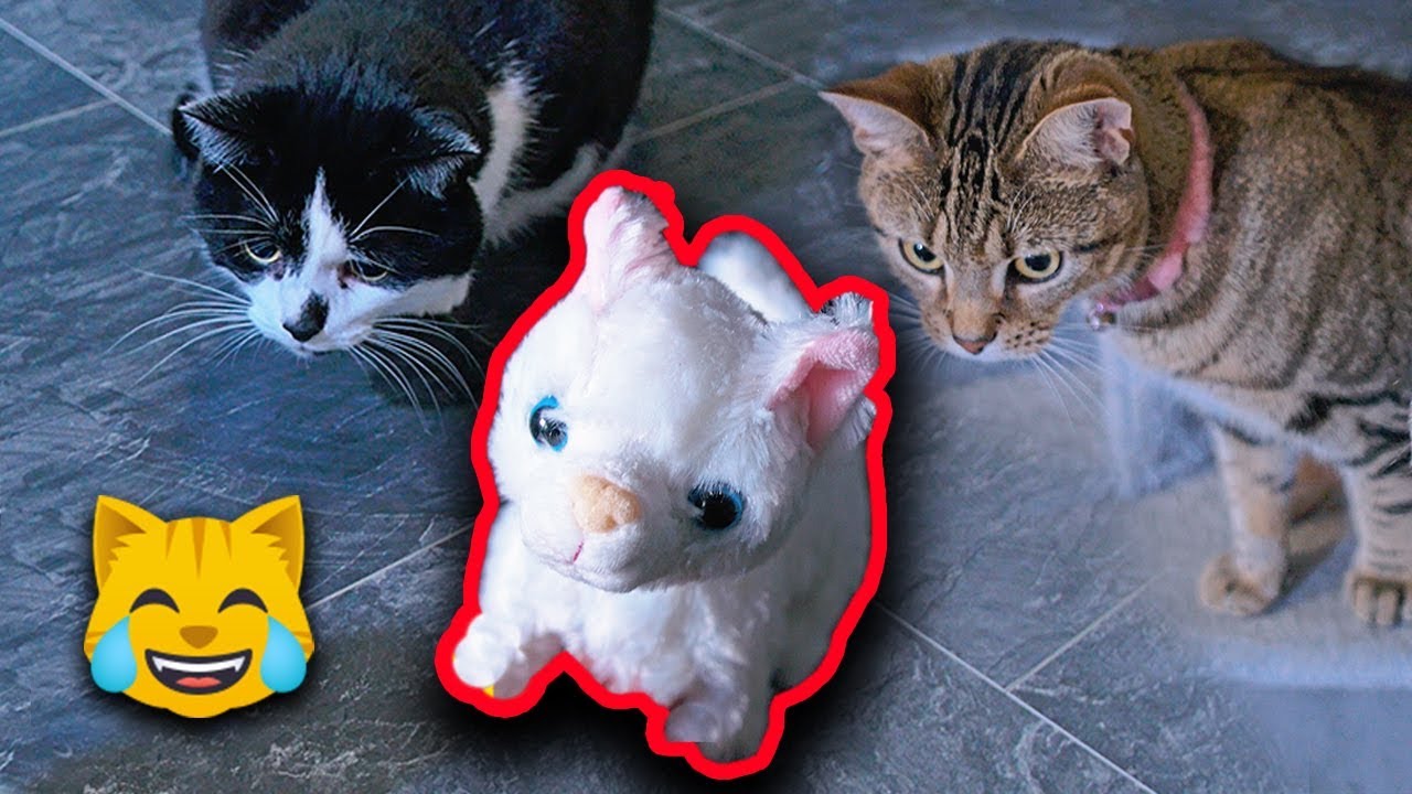 My Cats Meet A Fake Cat - YouTube