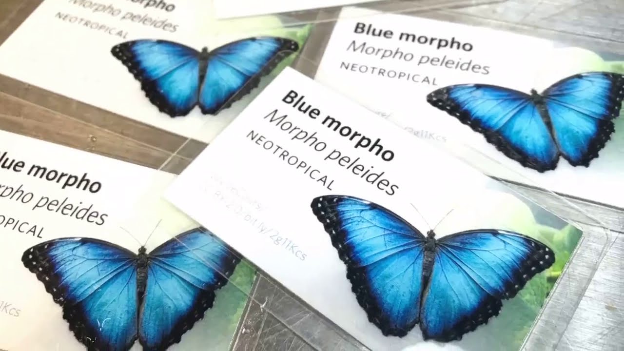 The Brilliant Blue Morpho | California Academy of Sciences - YouTube