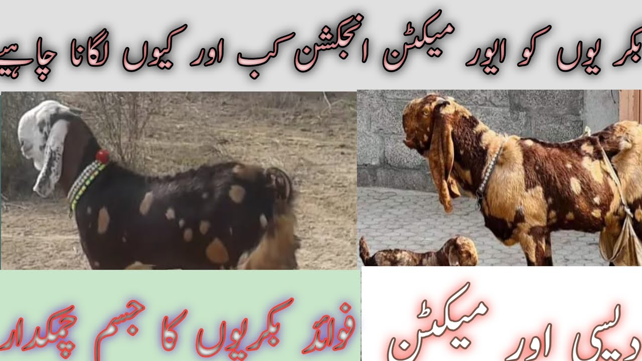 بکری کے بال خوبصورت بنائیں || اور میکٹن انجکشن||goat farming in ...
