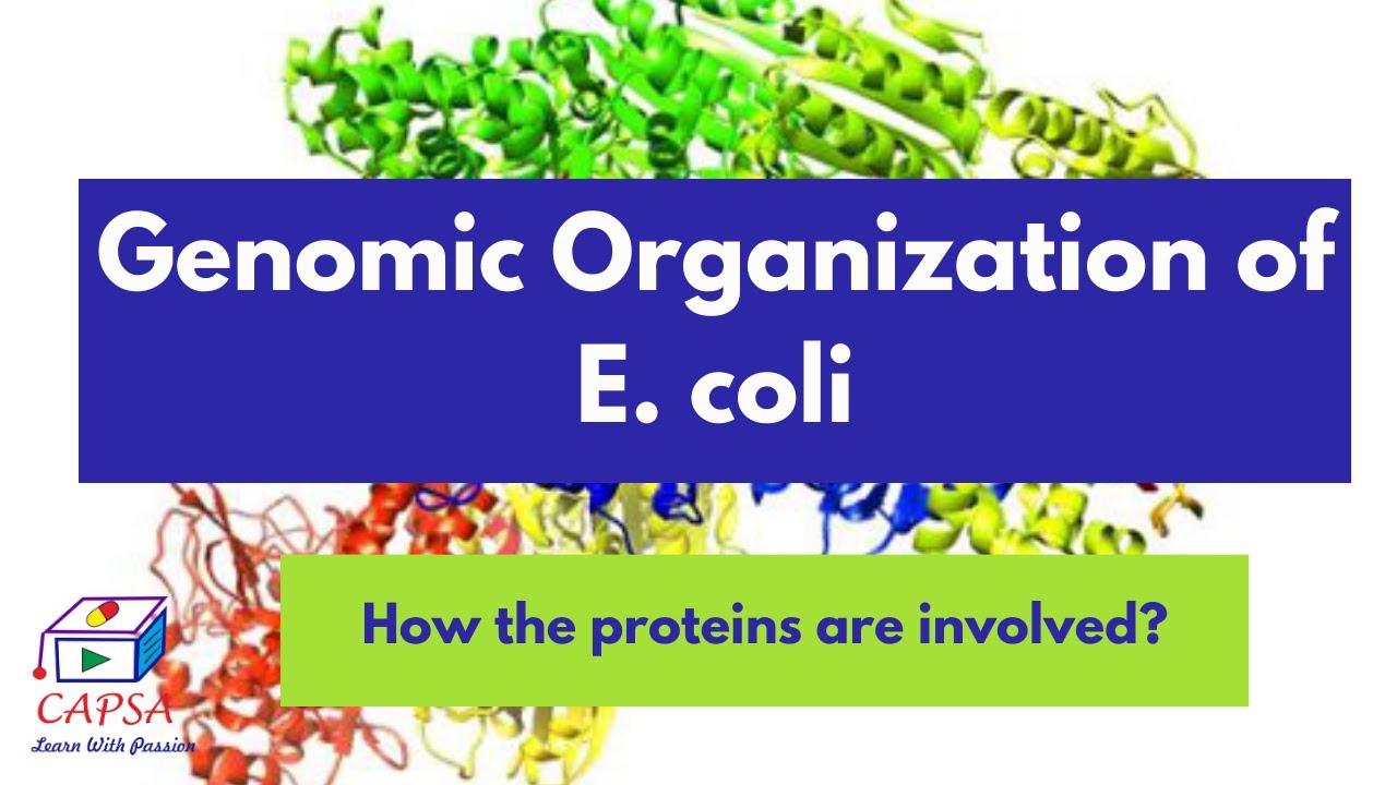 Decoding E. coli Genomics: A Detailed Look at Its Genetic Structure and ...