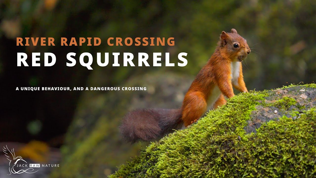 Red Squirrels - Dangerous River Crossing! (Cinematic Film) - YouTube