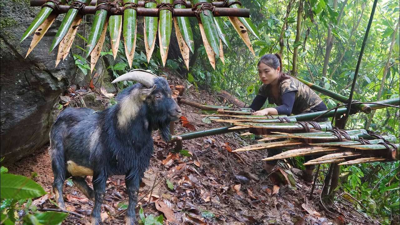 how to set wild goat traps, turkey traps, catch stream fish, cook, wild ...