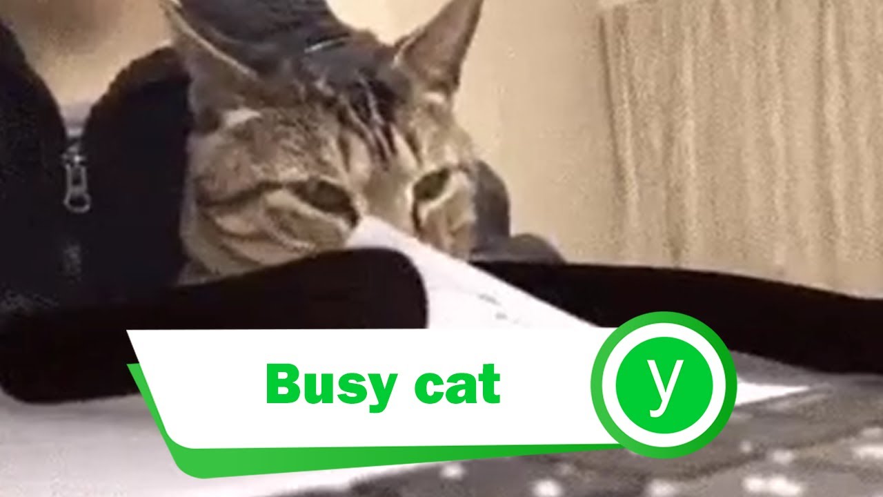 Busy cat - YouTube