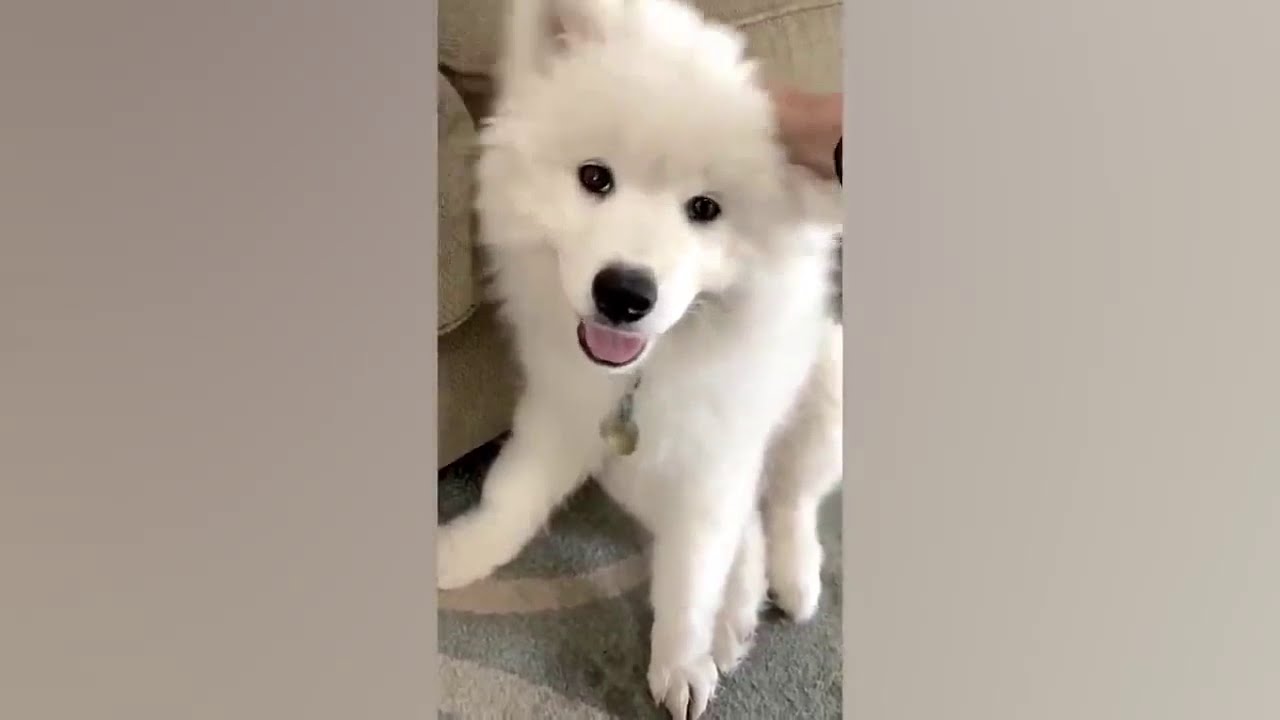 53.Adorable Dog Bloopers _ Funny Pet Videos.mp4 - YouTube
