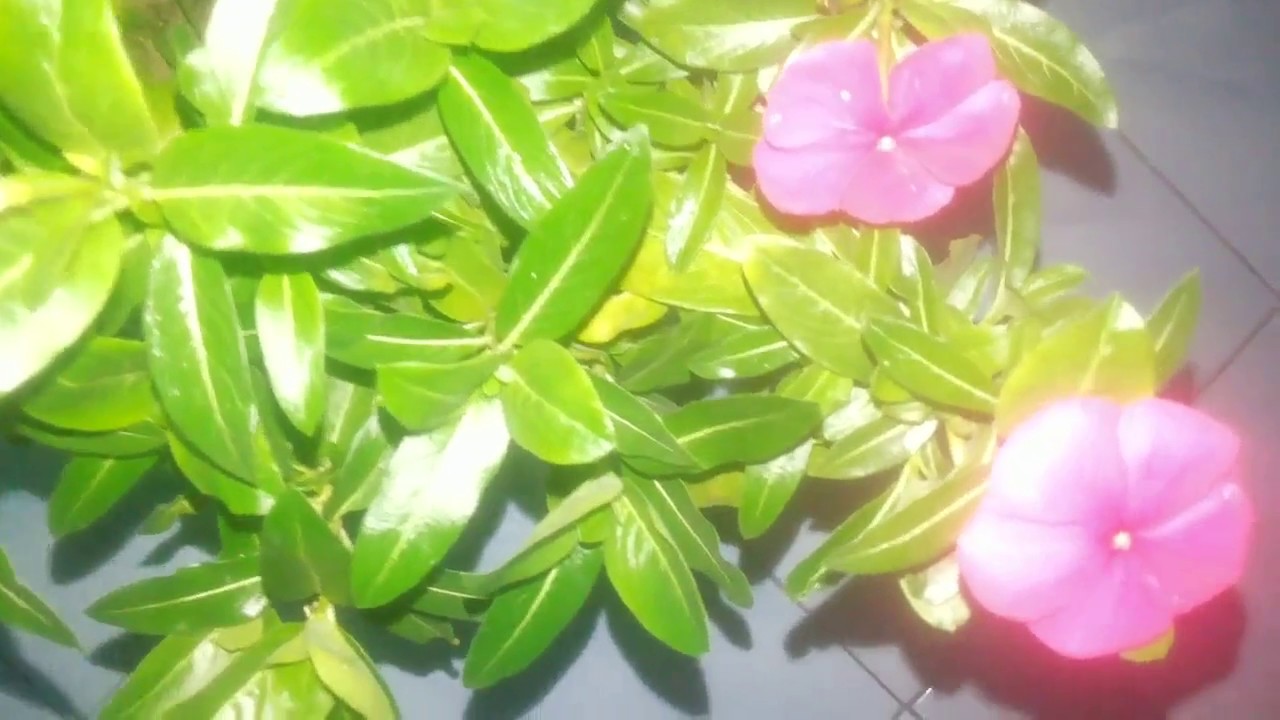 Jenis Tanaman Bunga Pingka - YouTube