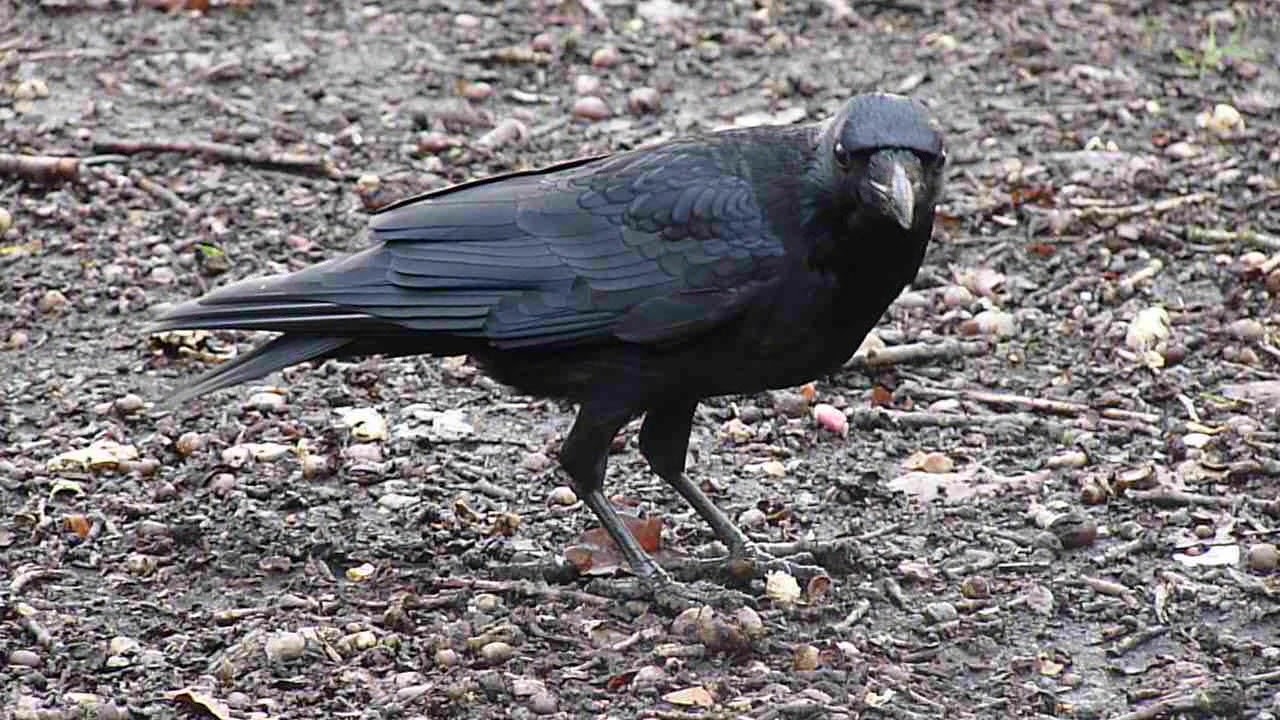 Crow opening Monkey Nut - YouTube