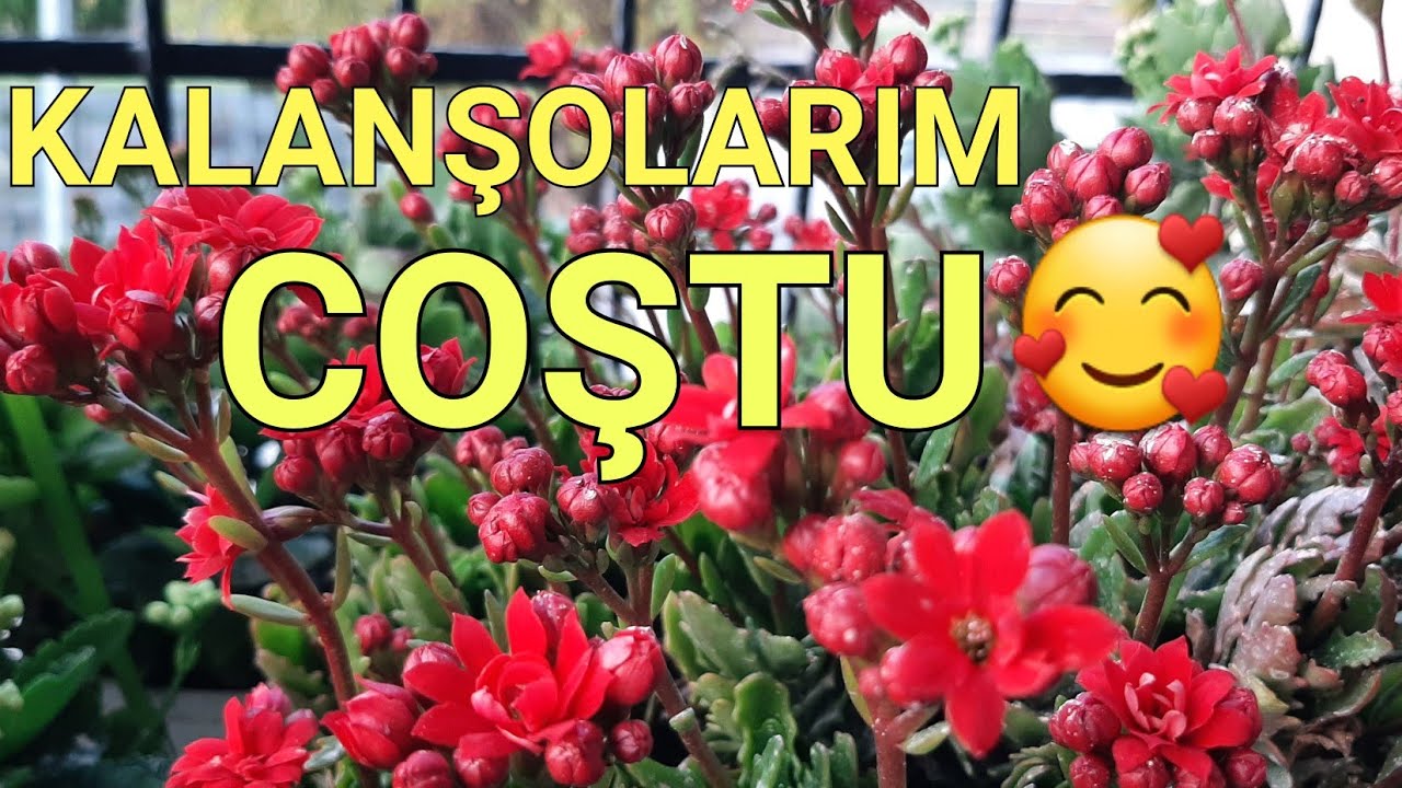 KALANŞOLAR BU YIL YİNE PITIR PITIR TOMURCUK VERDİLER!🥰 - YouTube