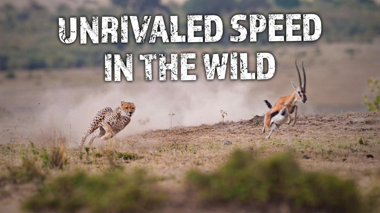 Cheetah's Sprint for Survival 🐆💨 | Speed Champions of the Savannah ...