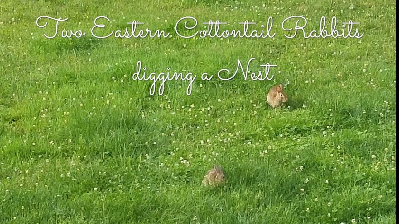 Two Eastern Cottontail Rabbits dug a nest in my yard, and I captured it ...