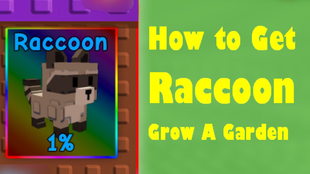 How to Get Raccoon Pet in Grow A Garden | Roblox - YouTube
