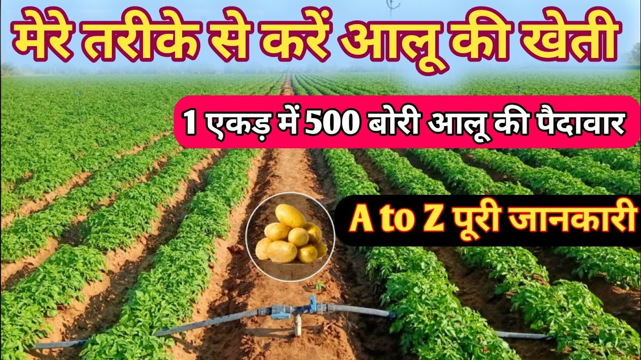 आलू की खेती कब और कैसे करें ||Potato Farming Profit | आलू खेती का खर्चा ...