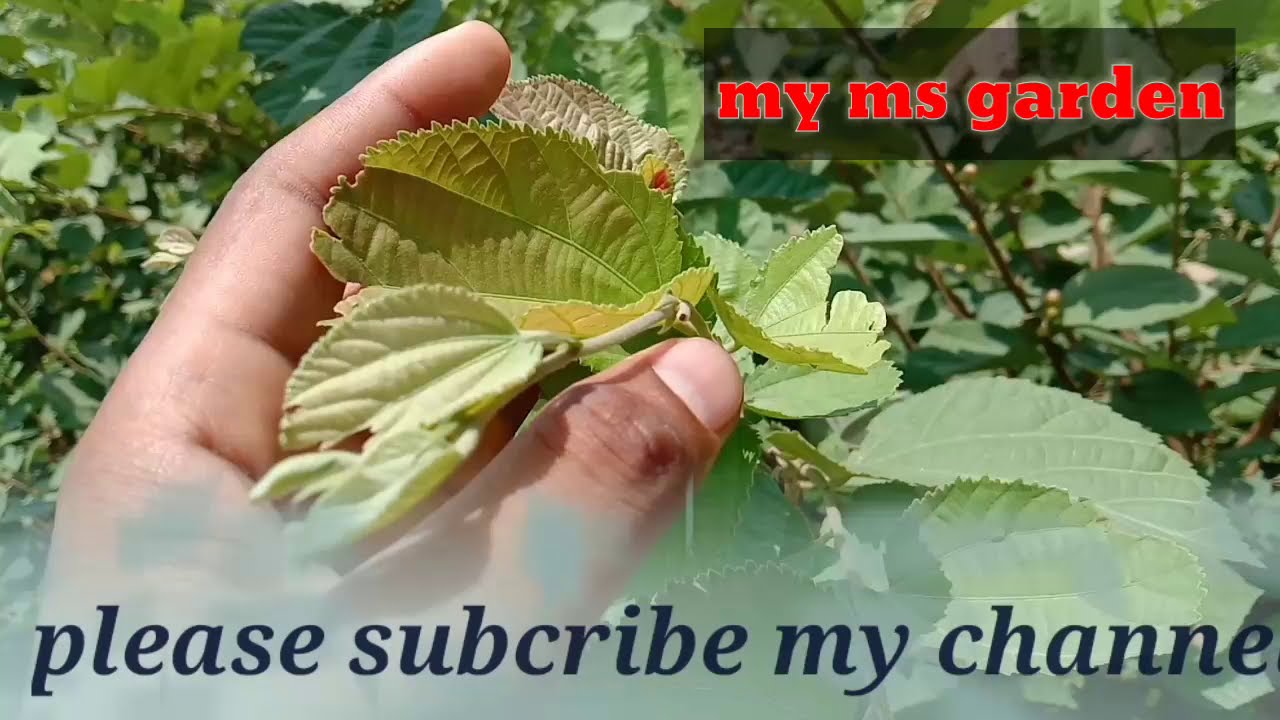 फालसे उगाने का सही तरीका।The right way to grow Phalse/False - YouTube