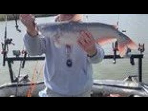 still board - YouTube