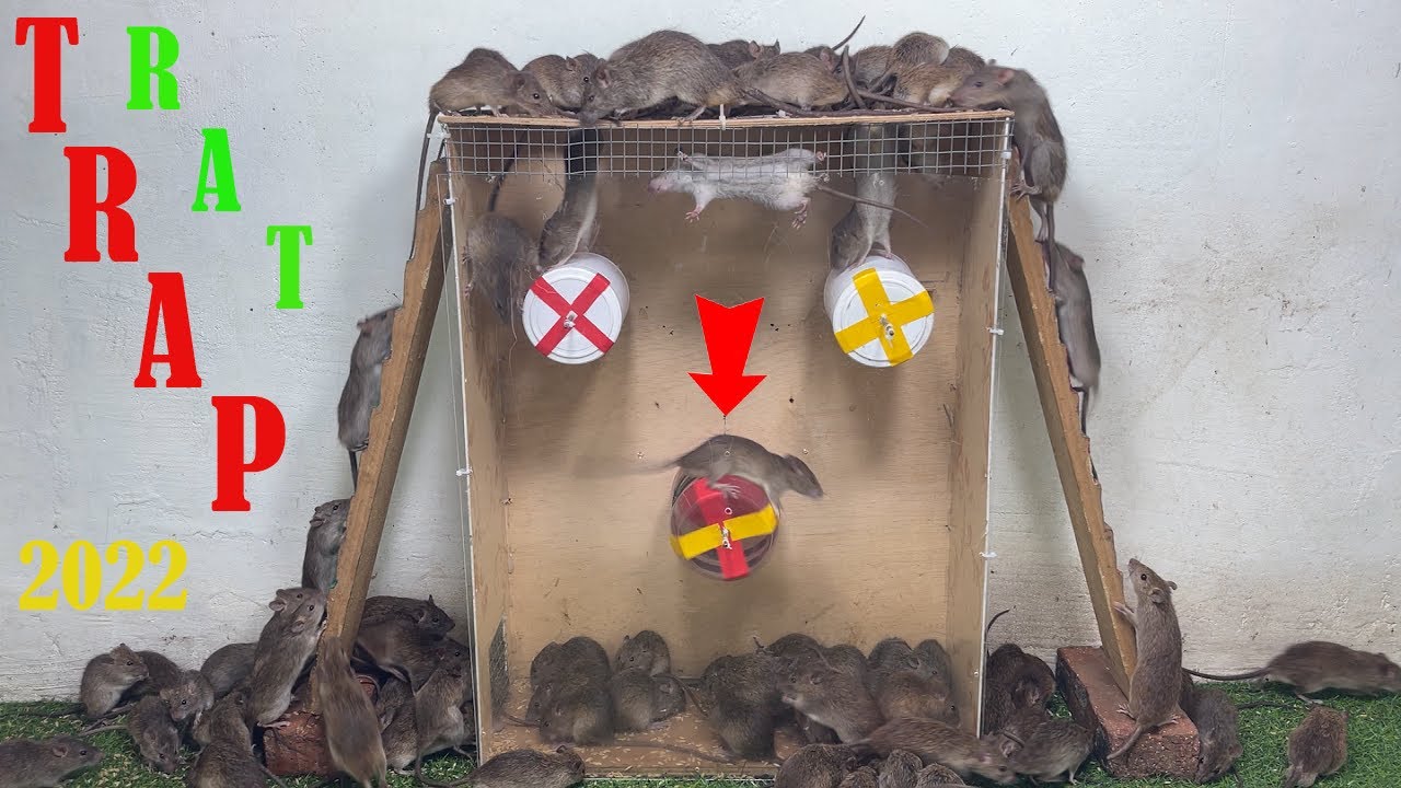 Highly Effective Homemade Mouse Traps / The Best Rotary Mouse Traps ...