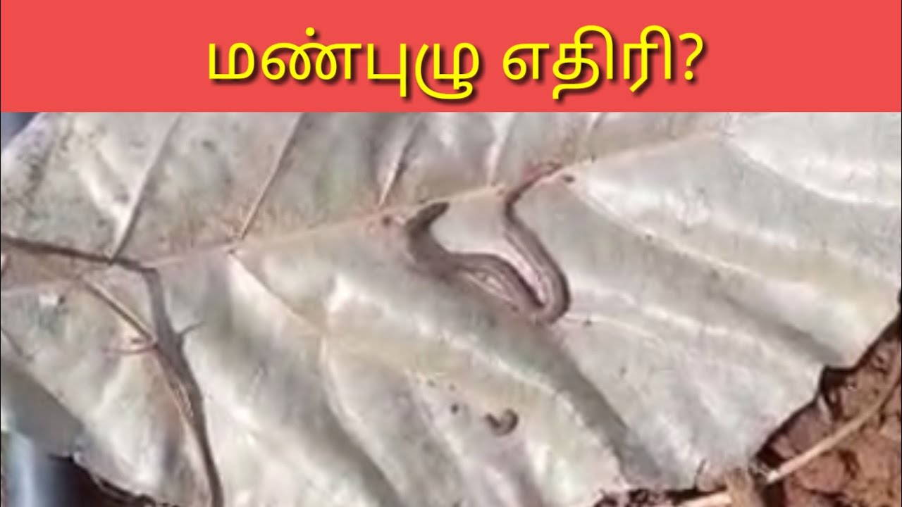 மண்புழுவின் எதிரி | manpulu affected in chimical product | Tamil | ytpn ...