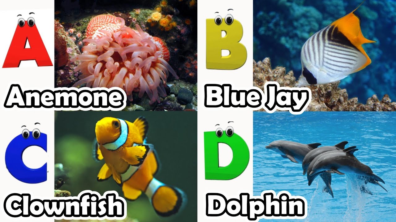ABC phonics animals | ABC Sea Animals song | English and Animals for ...