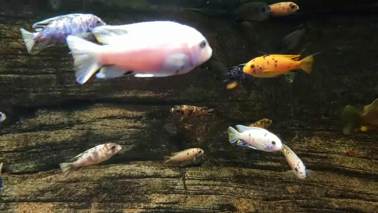 Awesome Fish(Relaxation) - YouTube
