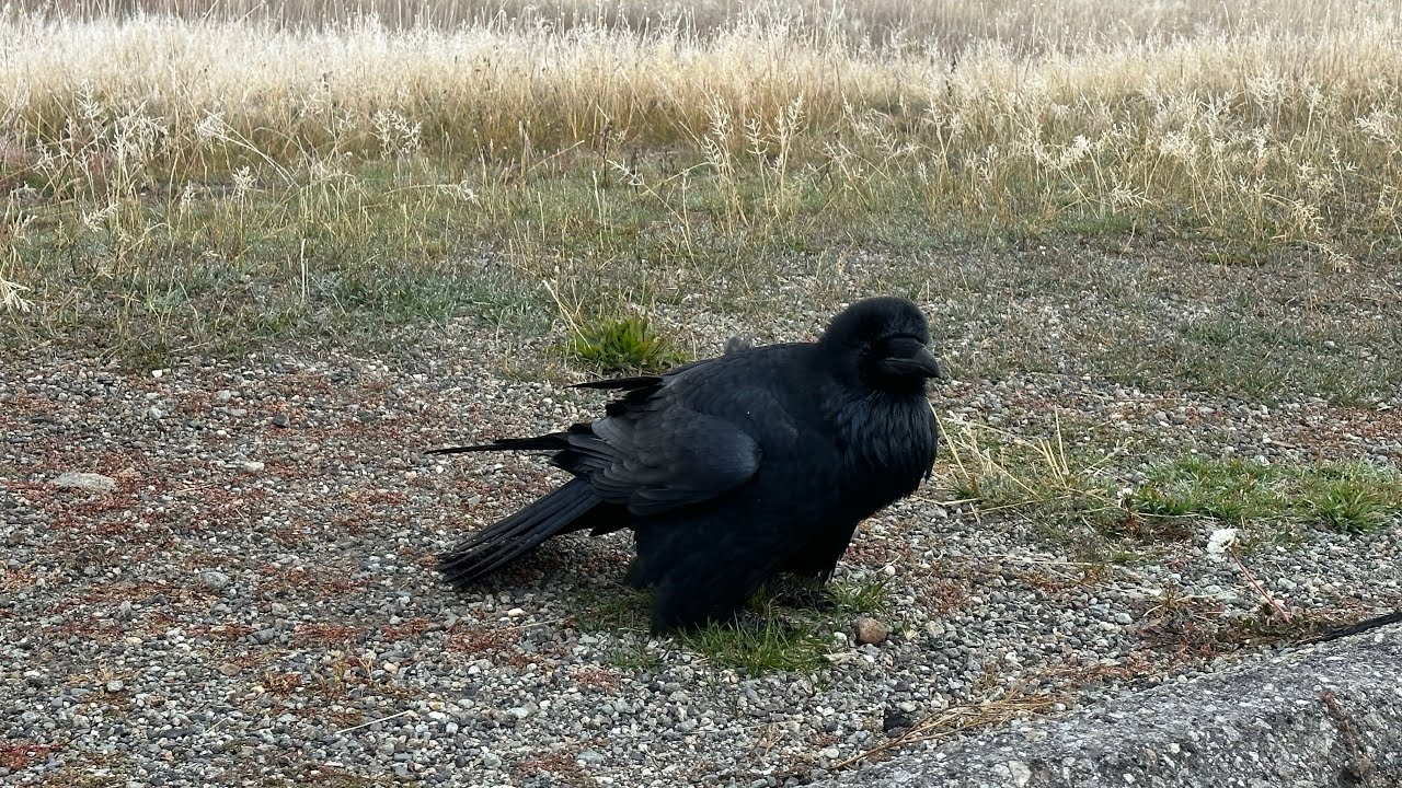 Raven approaches me and makes clicky sound - YouTube